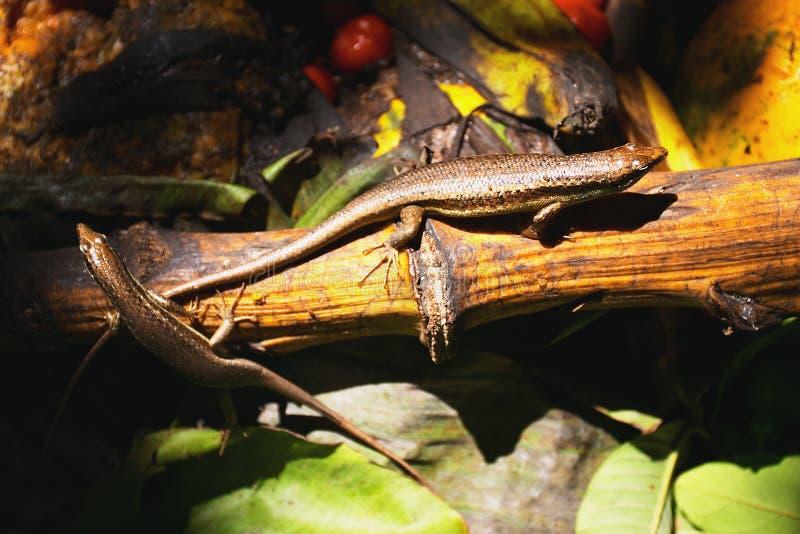 Seychelles skinks stock photo. Image of indian, island, lizard - 47970