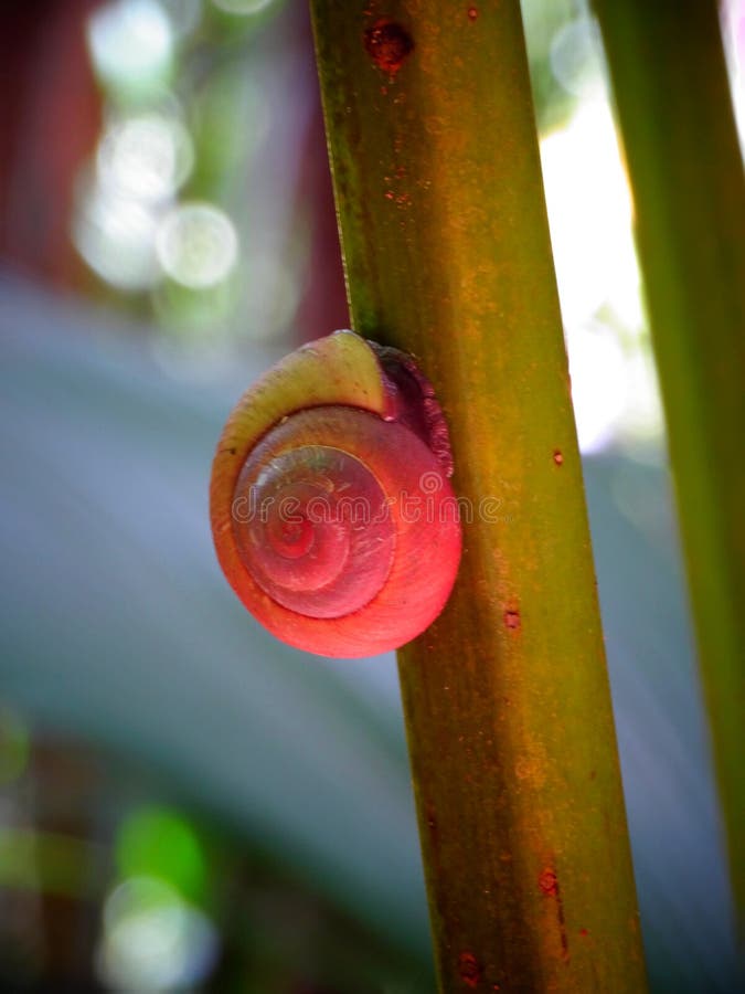 Seychelles, Snail on the Trunk of a Coconut Stock Photo - Image of ...