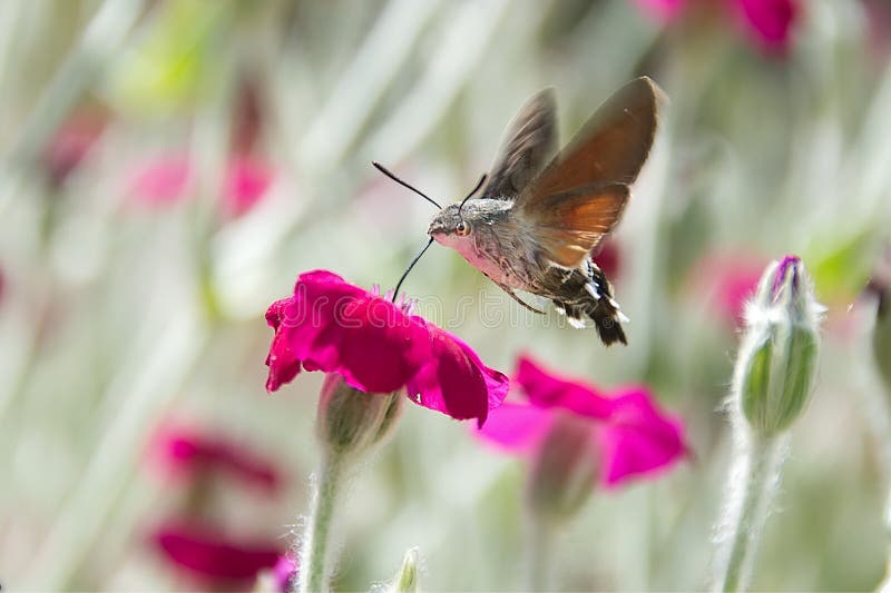 Sfinge Colibri Sur La Fleur Rose Photo stock - Image du planer, fond ...