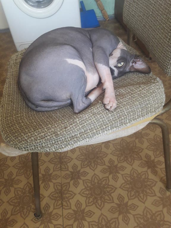 Sfinks stock image. Image of sfinks, kitten, animal - 195279335