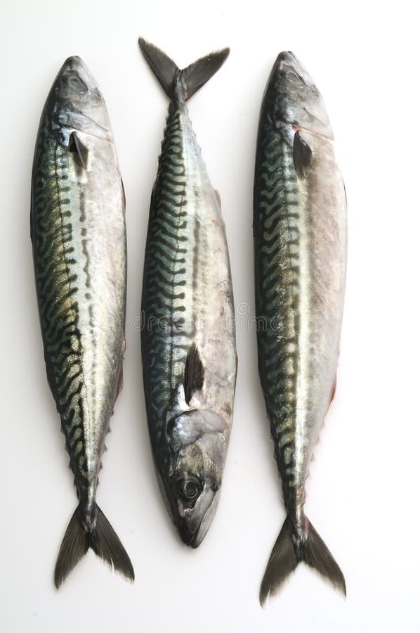 Fresh sardine fish stock image. Image of sardines, nice - 18086703