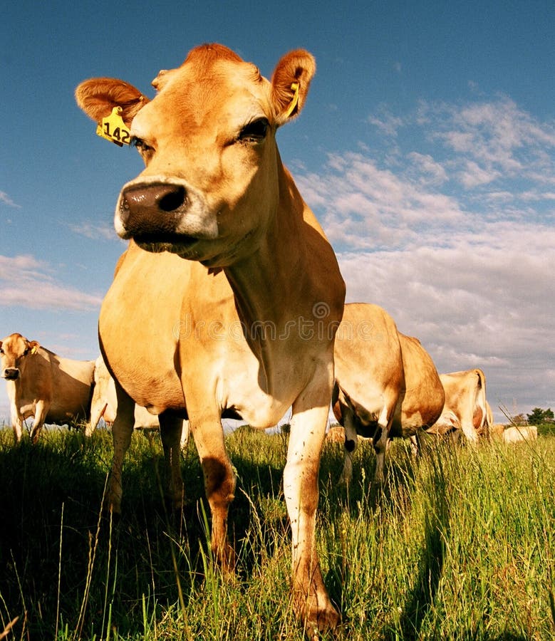 Faccia di Mucca immagine stock. Immagine di produttori - 14115427