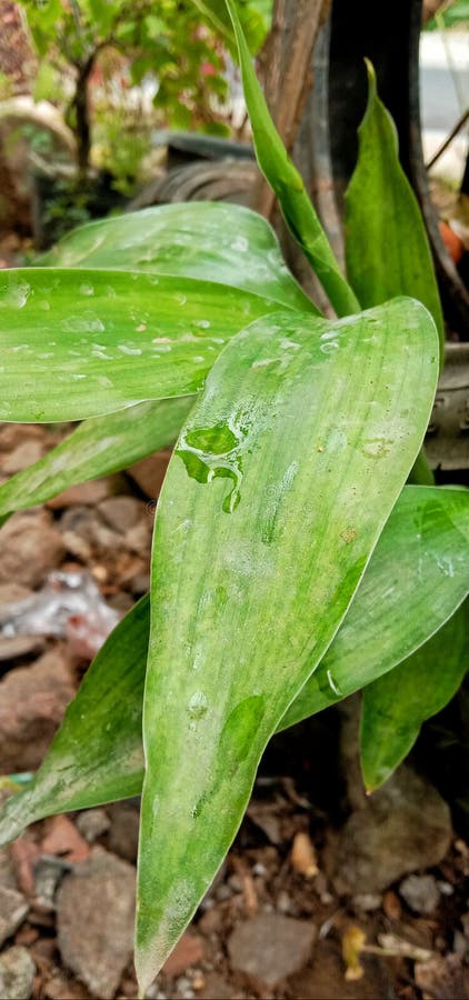 Shabby Looking Green Leaves Splashed by the Rain Stock Photo - Image of ...