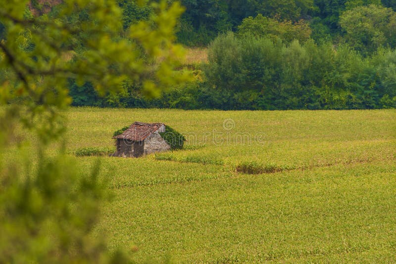 Shack in corn field stock photo. Image of price, nature - 27208626