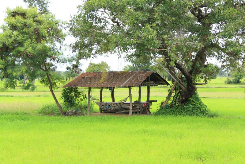 A shack in a farm stock photo. Image of home, leaves - 32559690