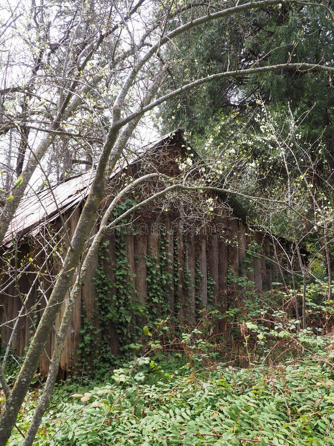 The Shack stock photo. Image of california, woods, hiding - 144866430