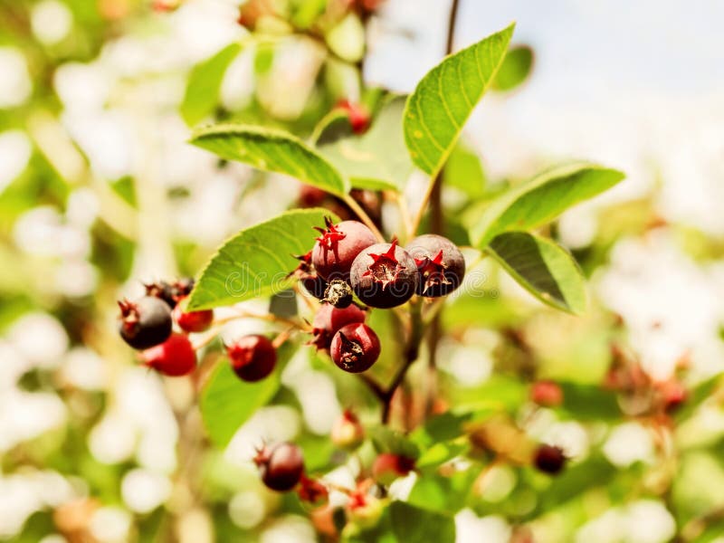 Shadberry Tree Stock Images - Download 117 Royalty Free Photos