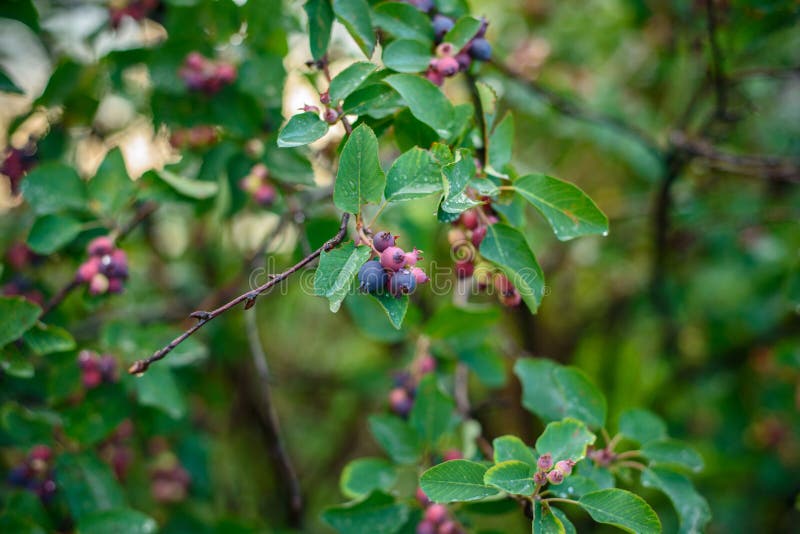 Shadberry tree stock photo. Image of dietary, focus, close - 31425614
