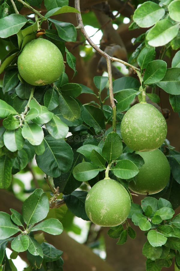 Green shaddock fruit stock image. Image of shaddock, copy - 36027415