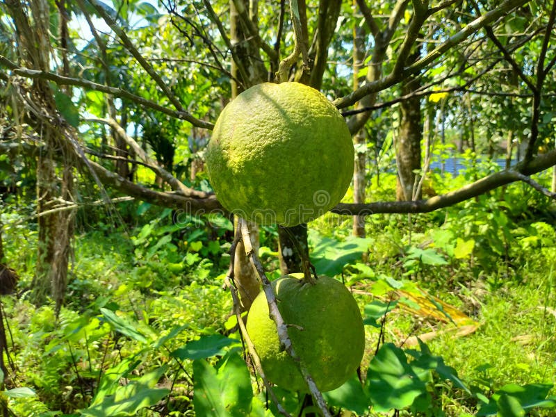Shaddock Green Two Fruits on the Tree Images Stock Image - Image of ...