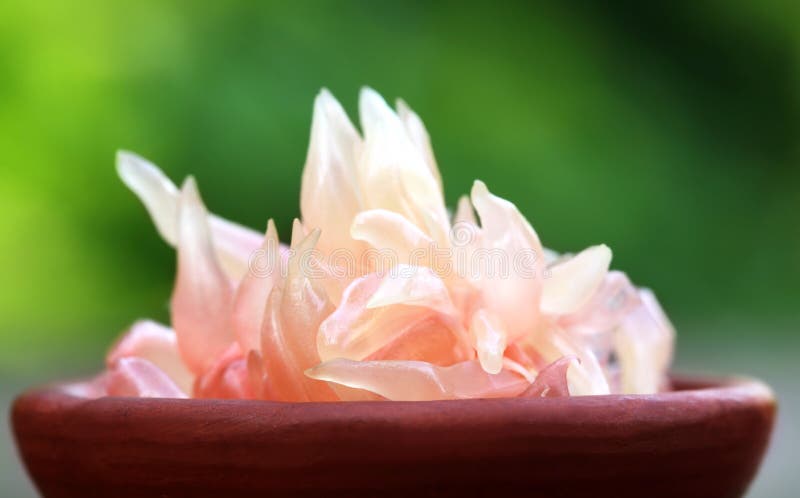 Shaddock pulp stock image. Image of nutrition, jabong - 32619081