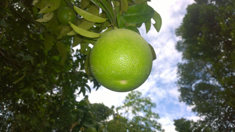 Shaddock stock photo. Image of sweet, pommelo, citrus - 20828128