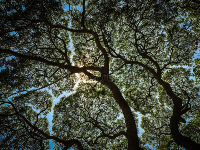 Shade stock photo. Image of plant, shade, tree, shadow - 124274348