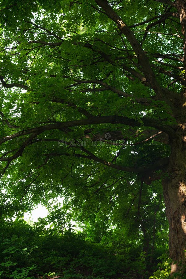 Huge Branches with Leaves of a Big Old Tree Stock Image - Image of ...