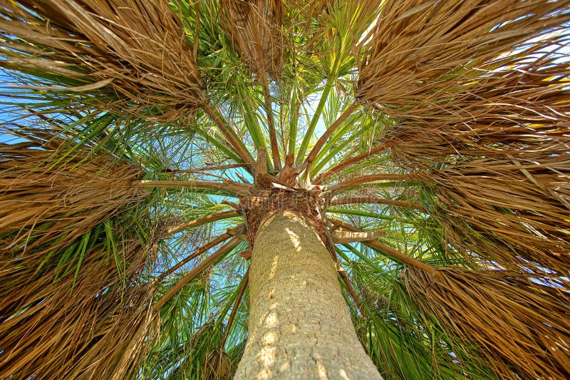 Shade of a Cabbage Sabal Palm Tree Stock Photo - Image of nature ...