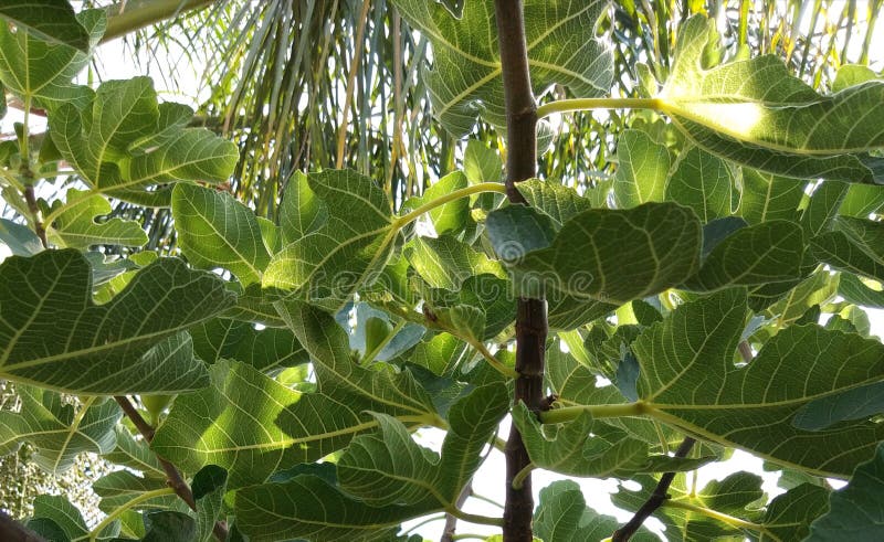 Shade of Fig leaves stock photo. Image of healthyfruit - 242665156