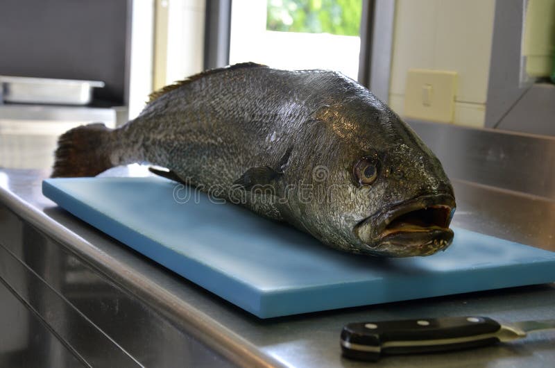 Shade-Fish on Cutting Board Stock Image - Image of food, argyrosomus ...