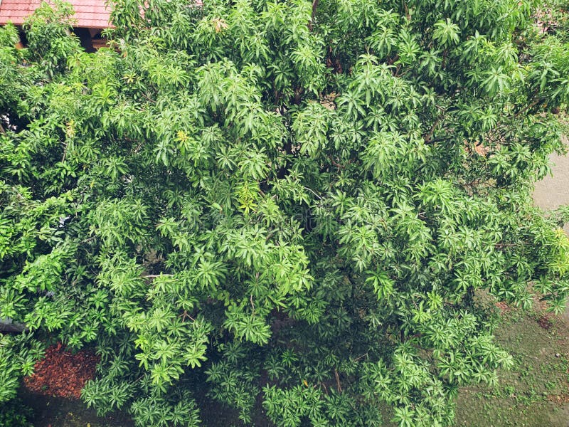 A Shade Green Tree are Seen from Above Stock Image - Image of shade ...