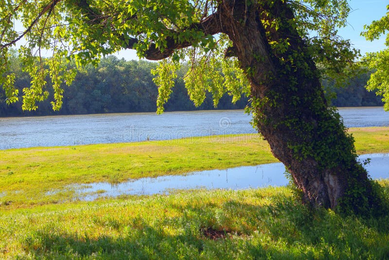 In the Shade of a Green Tree Stock Image - Image of edge, landscape ...