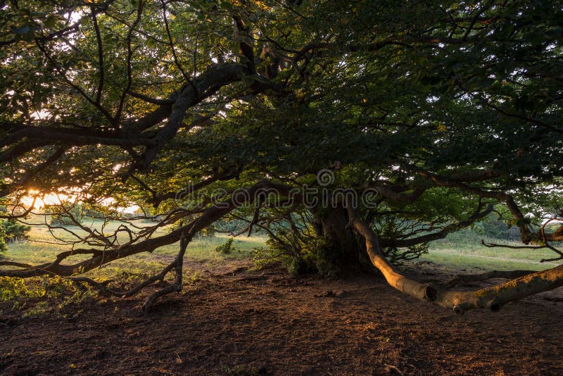 In the Shade, in the Heart of Summer, Under a Majestic Tree Stock Photo ...