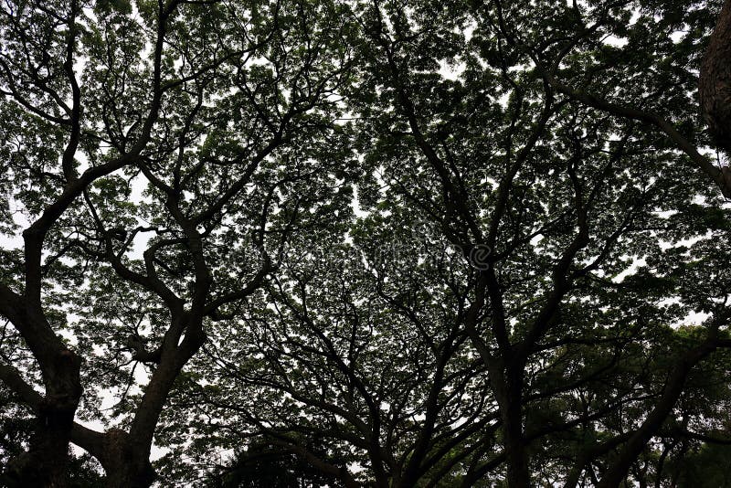 The shade of a large tree stock photo. Image of woodlot - 157027610