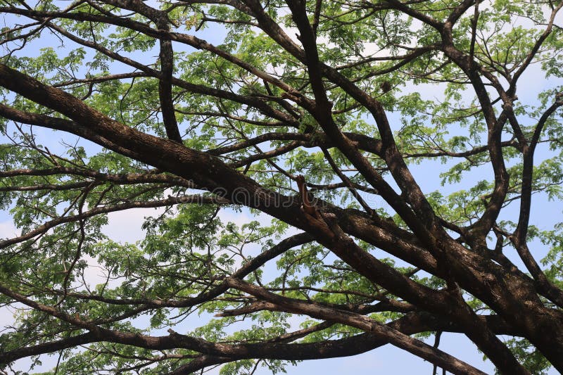 The Shade of Large Trees with Branches that Spread Widely Provides ...