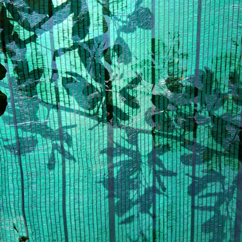 Shade net Slant stock photo. Image of beautiful, leaf - 93279684