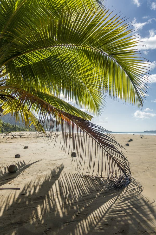 In a shade of a palm tree stock image. Image of blue - 164383505