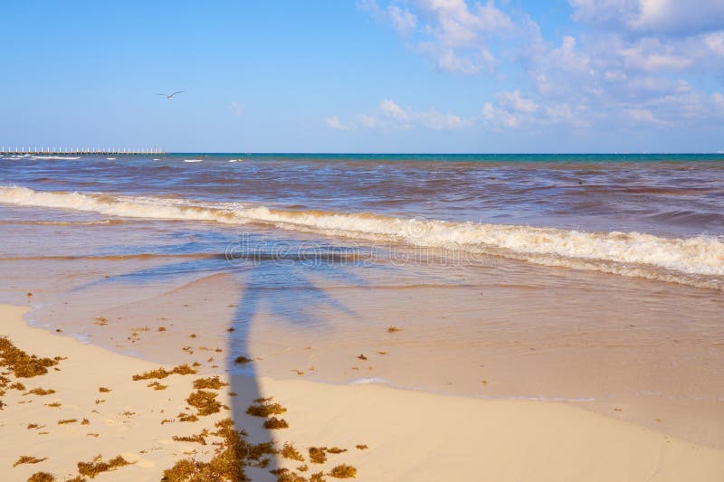 The Shade of a Palm Tree on a Tropical Beach in the Caribbean Sea in ...