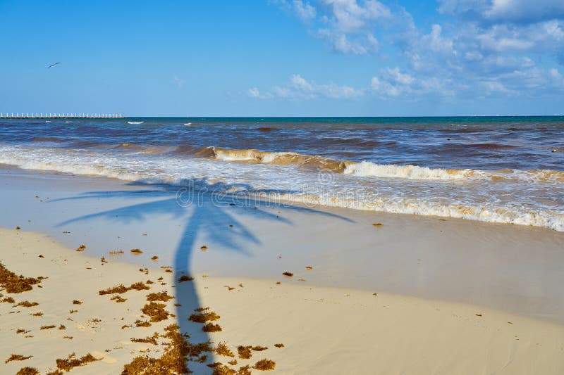 The Shade of a Palm Tree on a Tropical Beach in the Caribbean Sea in ...