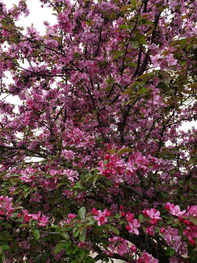 Shade of pink stock image. Image of tree, flowers, shade - 172796771
