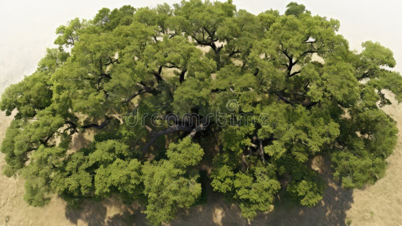 Oak Tree Plan View Page 4 | Oak Tree PNGs For Free Download