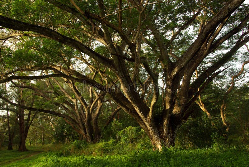 Shade of Big Tree Canopy in the Forest Stock Image - Image of ...
