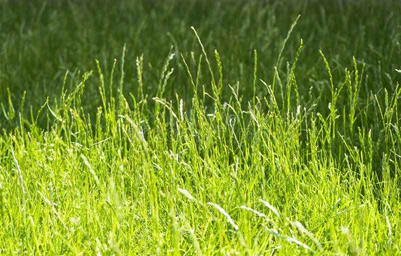 Shadow on the meadow stock photo. Image of outdoor, aerial - 211258890