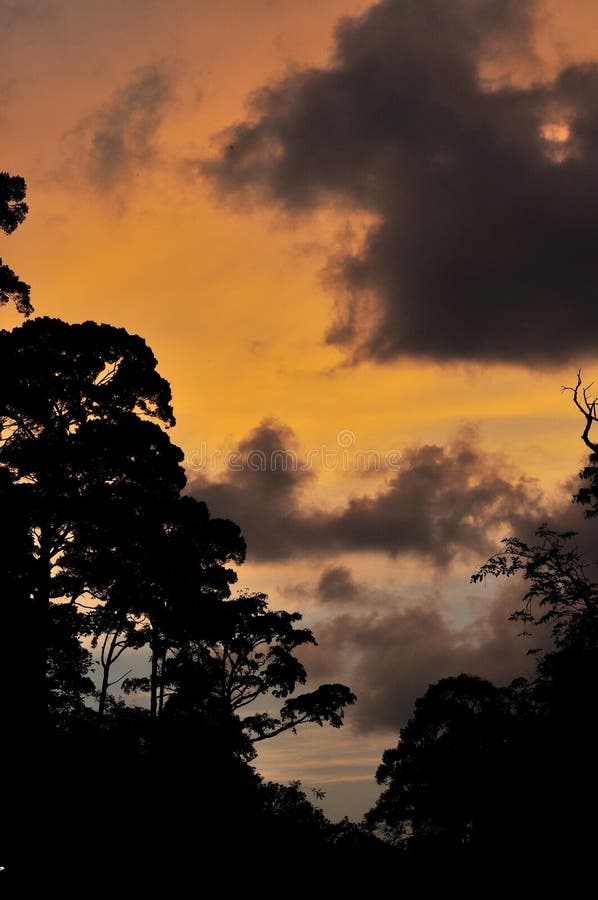 Shade of Shrubbery in the Forest Stock Photo - Image of nature ...
