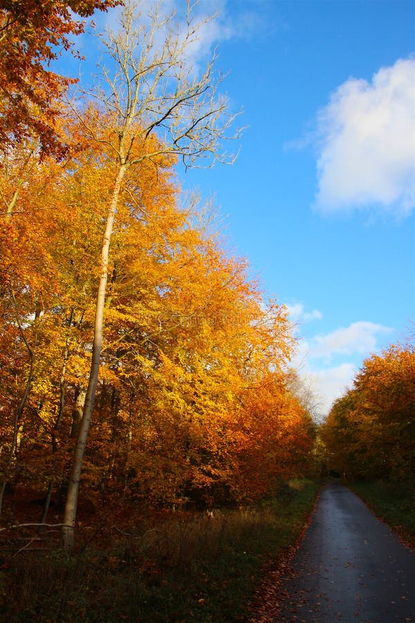 Shade and sun contrast stock photo. Image of yellow, country - 80837552