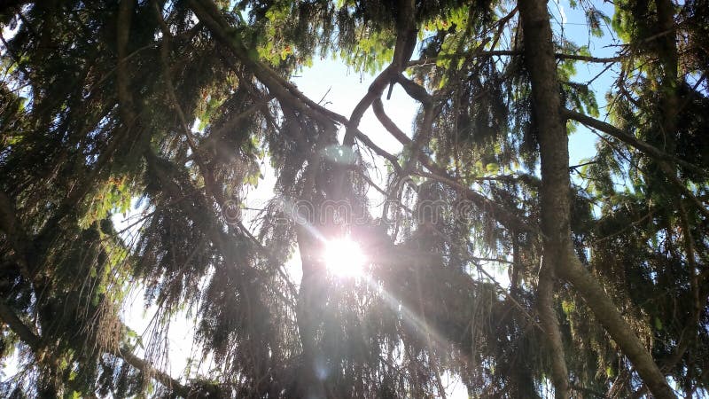 In the shade stock image. Image of shade, tree, branches - 93546887