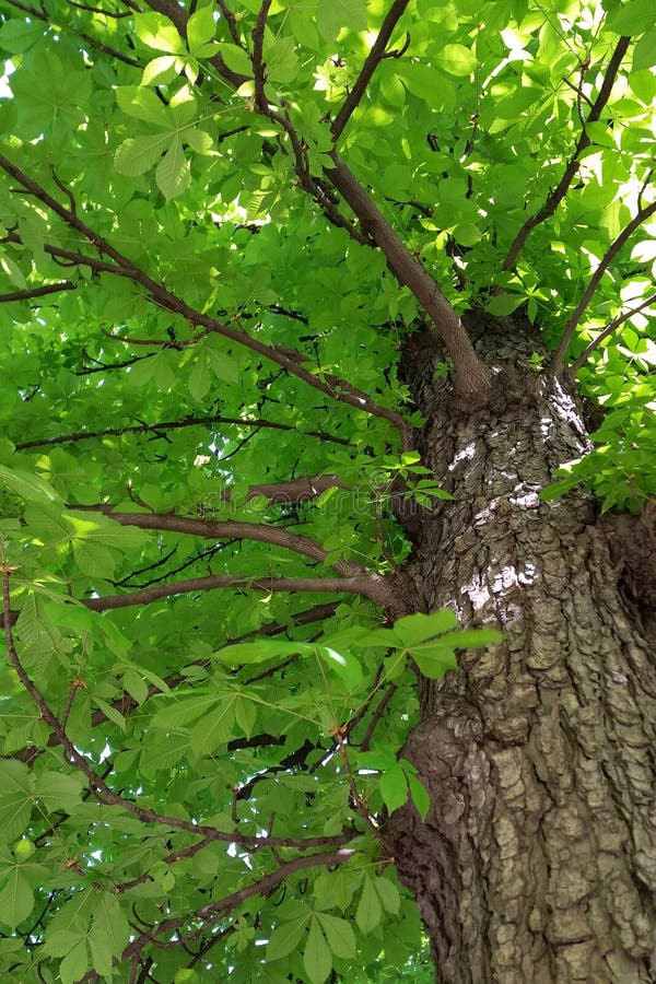 Shade of the tree stock image. Image of spring, summer - 70354631