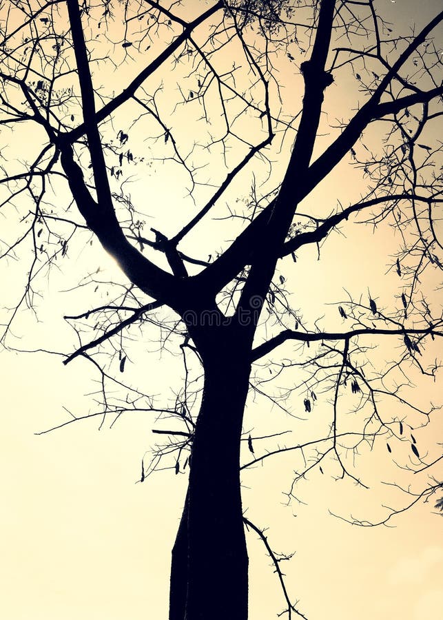 Shade tree stock image. Image of tree, shadow, shade - 42623097