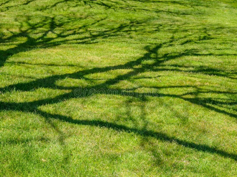 Shade of a Tree Branches on Green Grass Stock Image - Image of spring ...