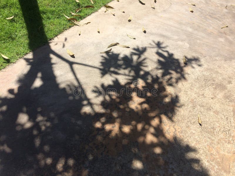 Shade of a tree branches stock image. Image of dark - 176001603