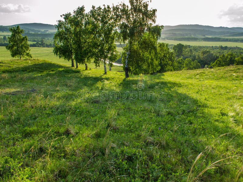 Shade of a Tree Branches on Turf Grass in Park Stock Photo - Image of ...