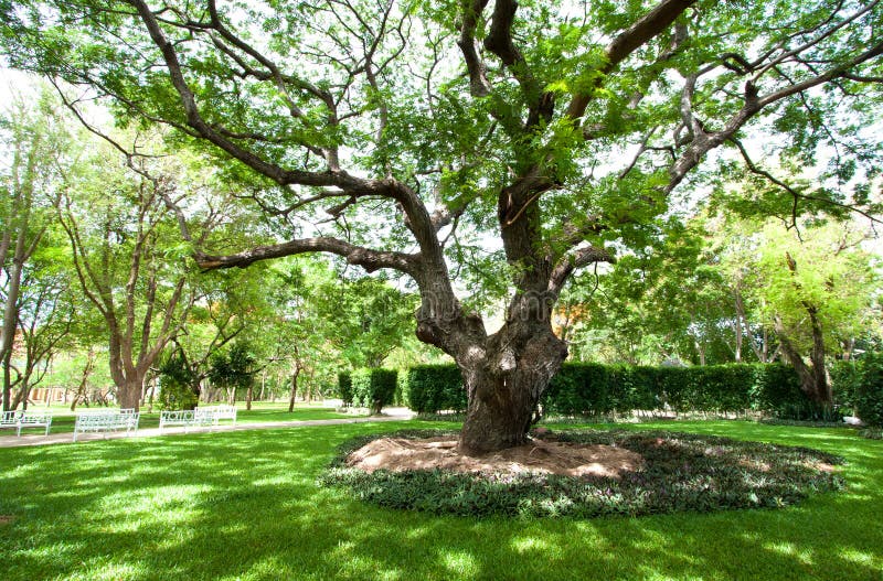 Shade from tree stock photo. Image of forest, nature - 42751138
