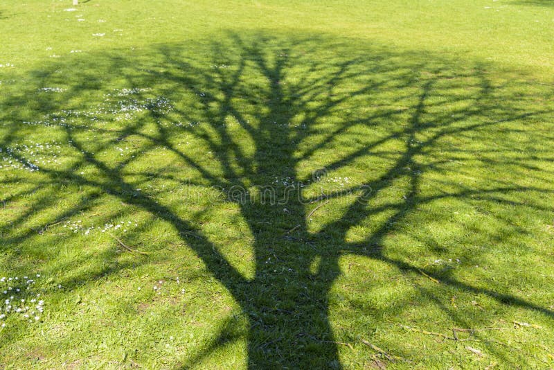 Shade tree stock image. Image of meadow, design, leafage - 53089641