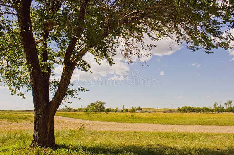 Shade tree on the prairie stock photo. Image of shade - 273388294