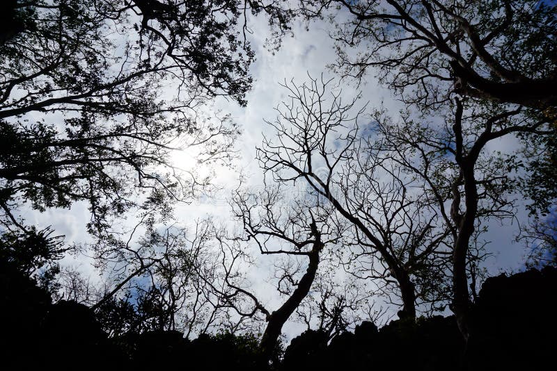 Shade tree stock photo. Image of branch, trunk, beautiful - 132636218