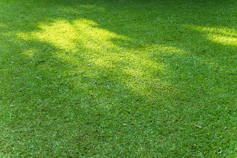 Shade of a tree stock photo. Image of drop, back, lawn - 167620482