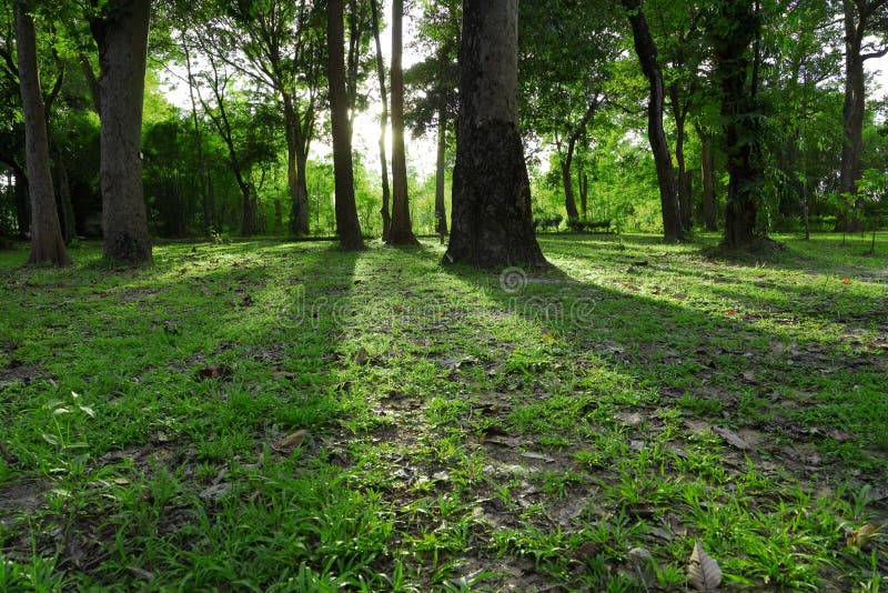 Shade trees. stock image. Image of glow, foggy, dawn - 26758049