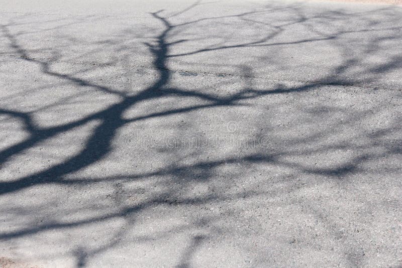 Shade trees stock photo. Image of black, trees, tree - 74003352