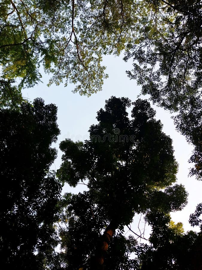 The Shade of the Trees Seen from Below. Stock Image - Image of season ...